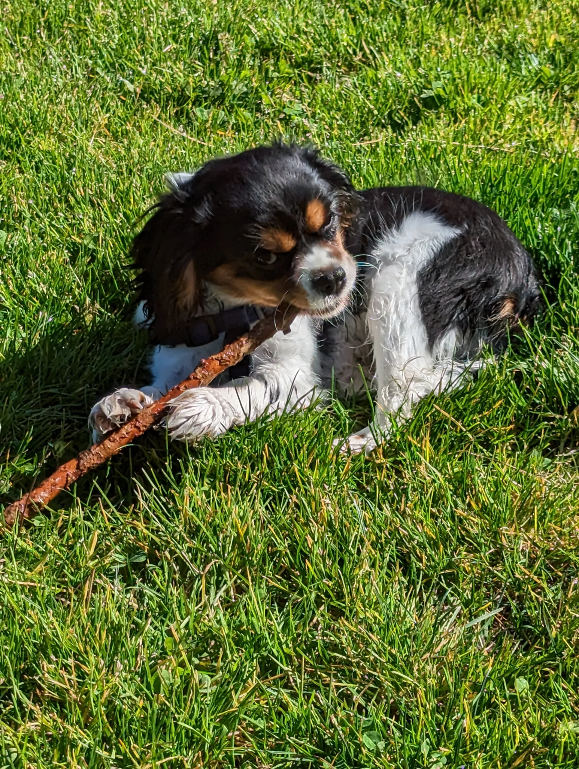 Musical talents you would have never imagined - Chulo